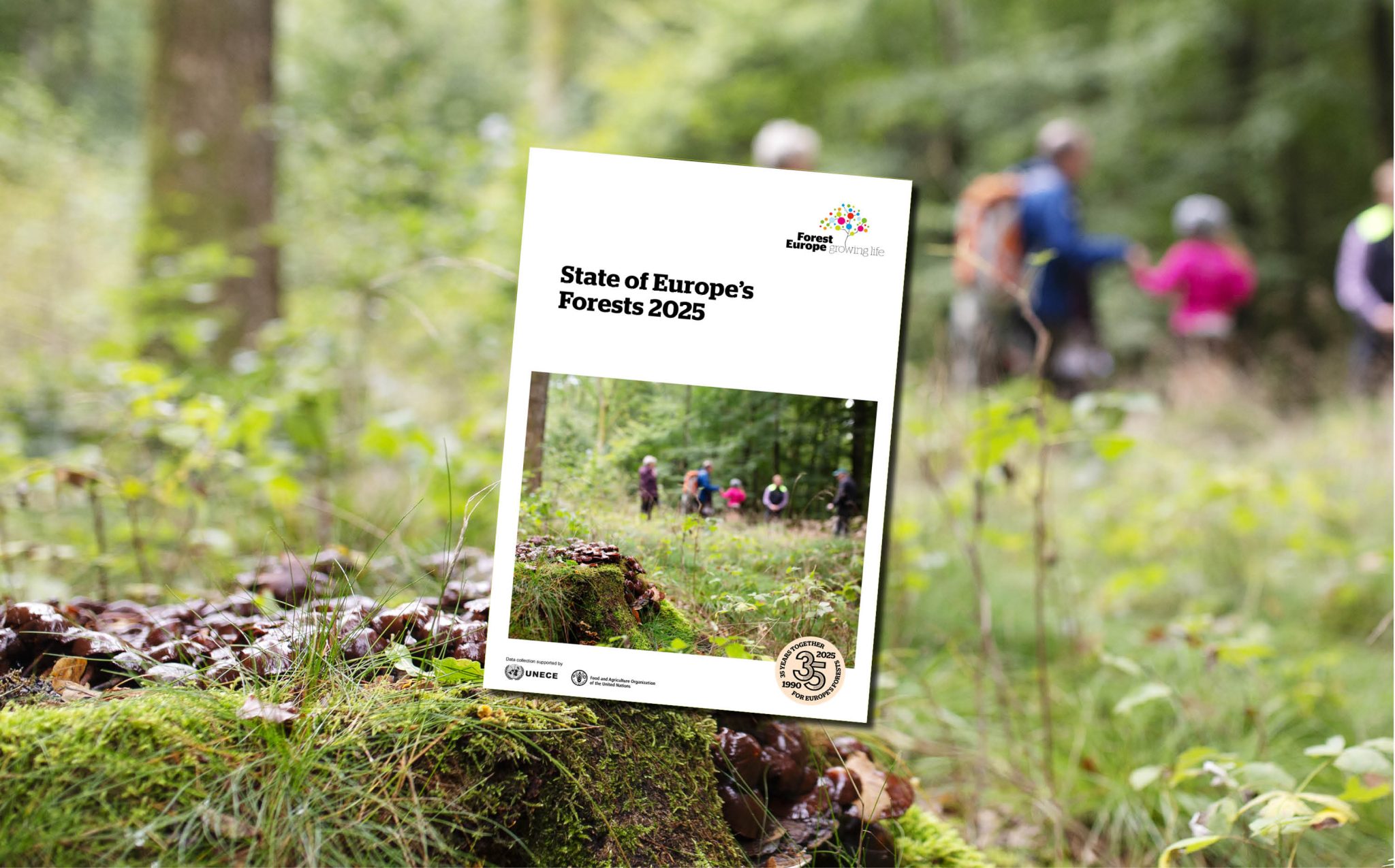State of Europe’s Forests 2025: Key Trends and Challenges